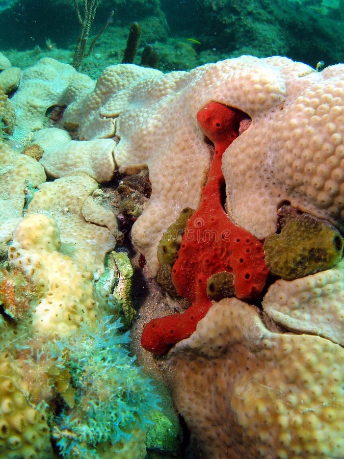 Coral Design stock image. Image of scuba, south, design - 14208229