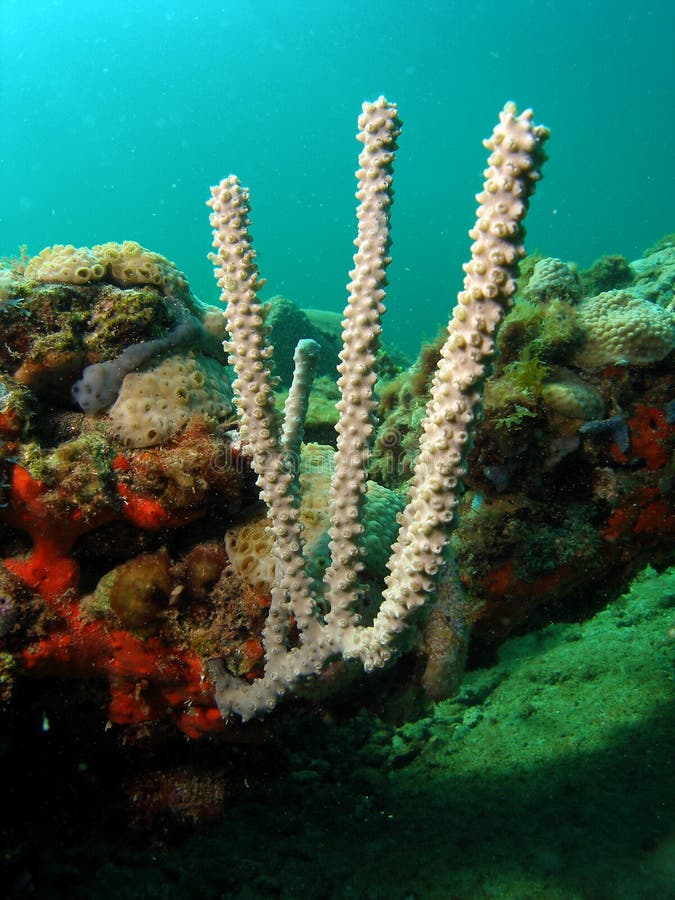 Coral Design stock photo. Image of barrel, reef, bridge - 14208322