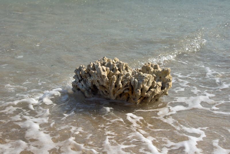 Coral in detail stock image. Image of beautiful, ecosystem - 36190343