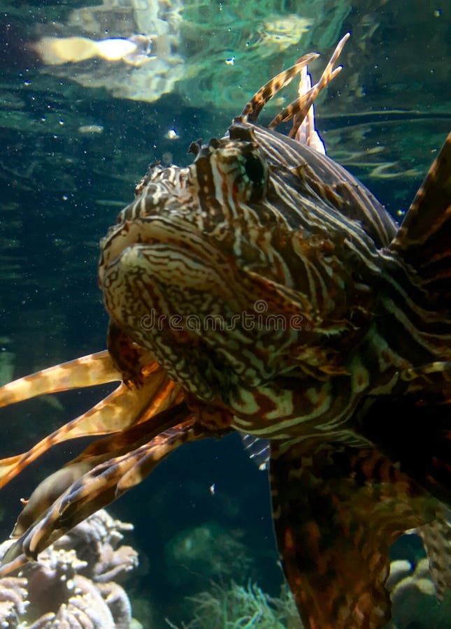 Coral devil stock photo. Image of devil, tank, salt, fish - 77110158