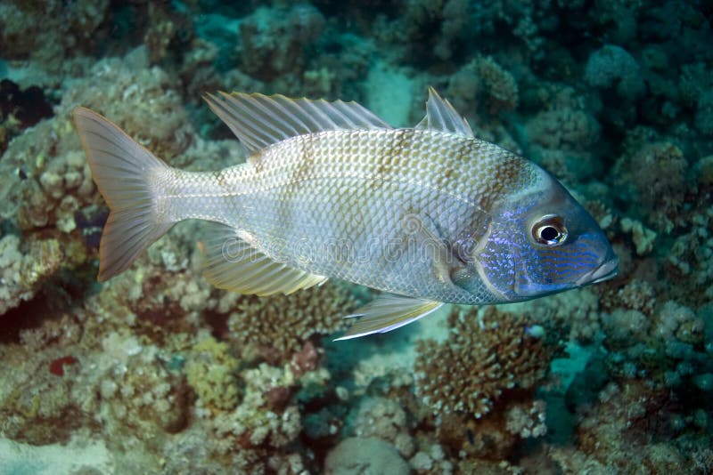 Coral and emperorfish stock photo. Image of white, hard - 10712602