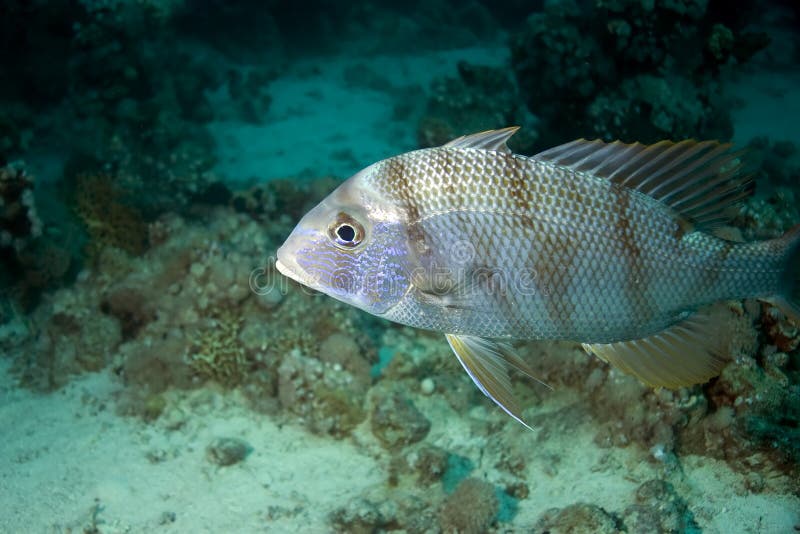 Coral and emperorfish stock image. Image of white, exotic - 10712613