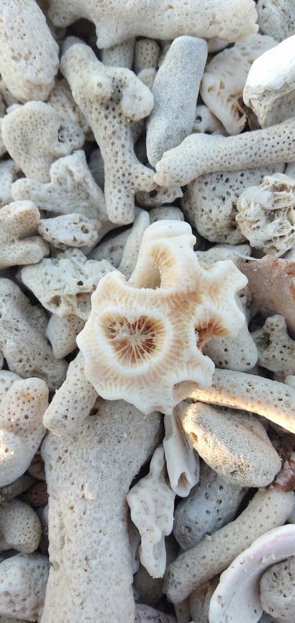 Coral Eroded by Sea Water is Very Pretty Stock Image - Image of produce ...