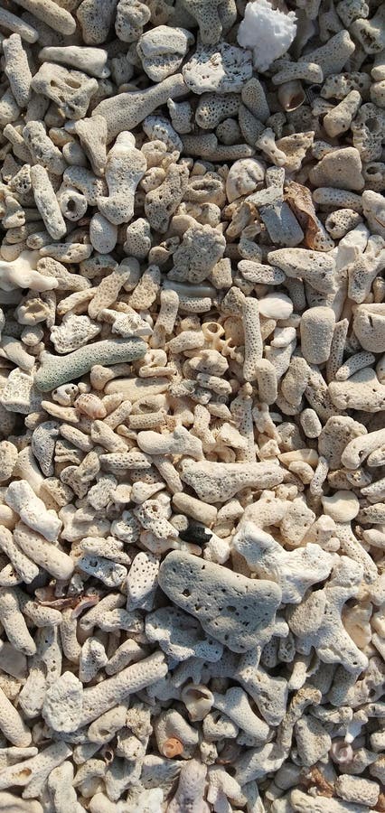 Coral Eroded by Sea Water is Very Pretty Stock Image - Image of coral ...