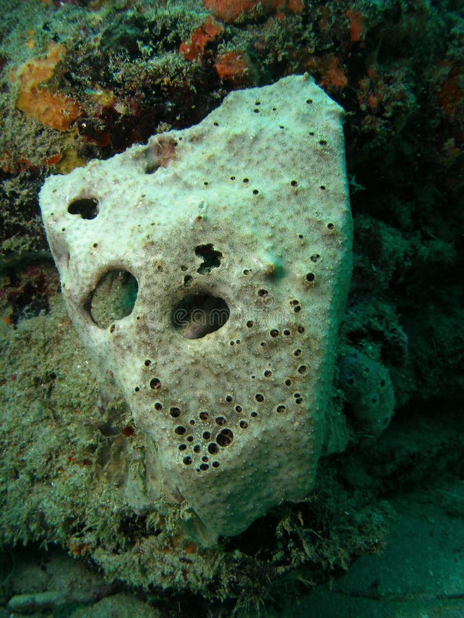 Coral with Face stock image. Image of camera, divers - 11889605
