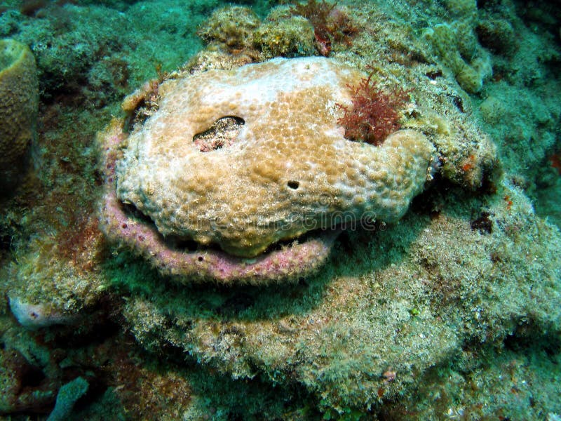 Coral with a Face stock image. Image of corals, green - 12676893