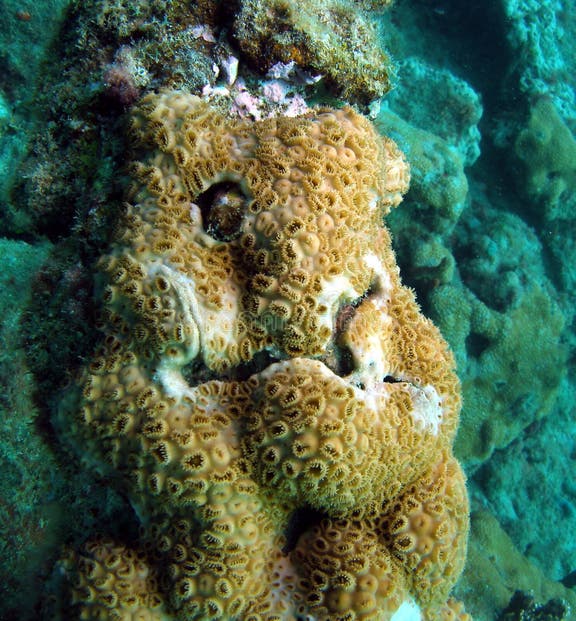 Coral with a Face stock photo. Image of reef, mound, face - 13428018