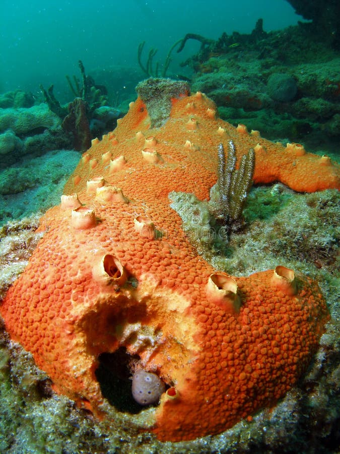 Orange Coral reef stock photo. Image of coral, reefs, beach - 5711510