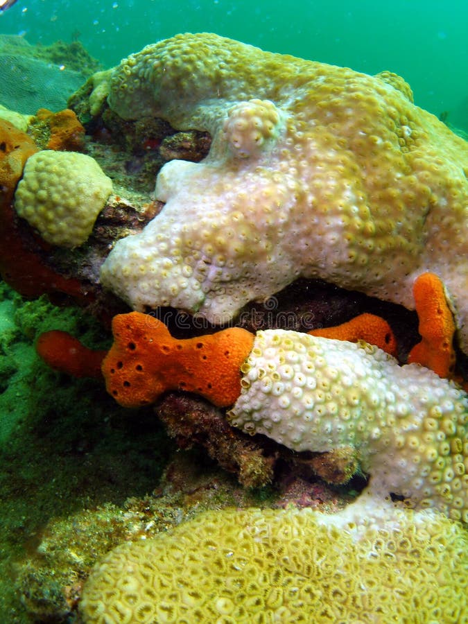 Coral Face stock image. Image of coral, reef, orange - 14619421