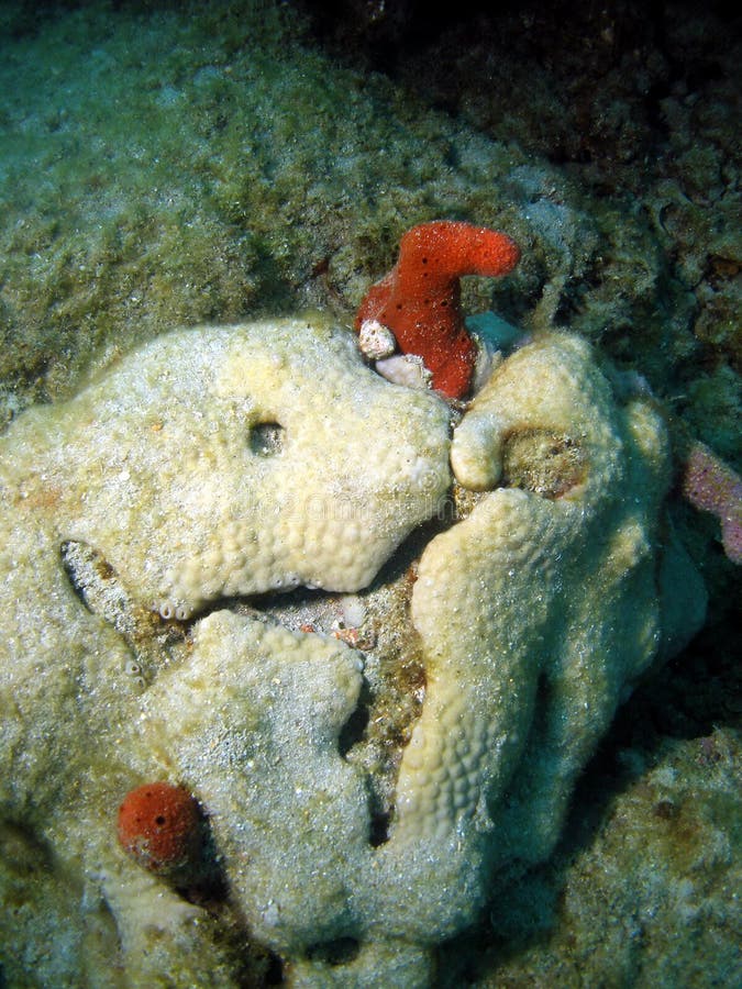 Coral with a Face stock photo. Image of tropical, glove - 14796904