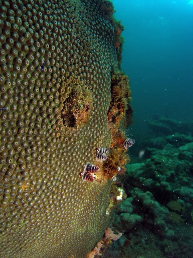 Coral Face stock photo. Image of face, floor, reef, eyes - 14523146