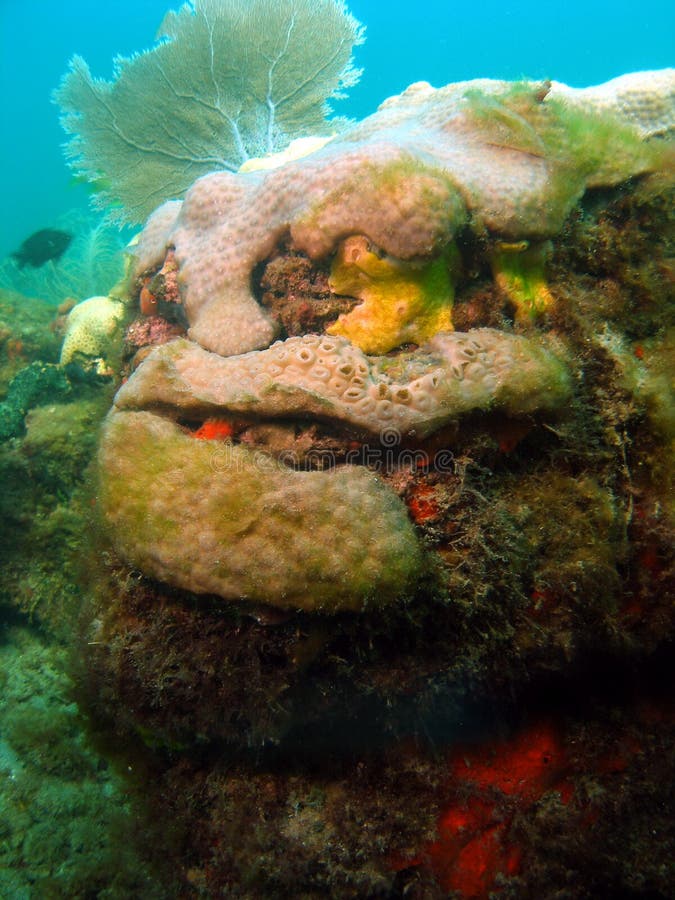 Coral Face stock photo. Image of underwater, fire, marine - 18090966