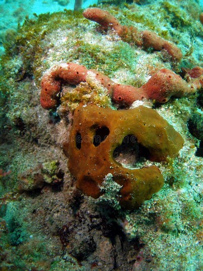 Coral Face stock photo. Image of underwater, fire, marine - 18090966