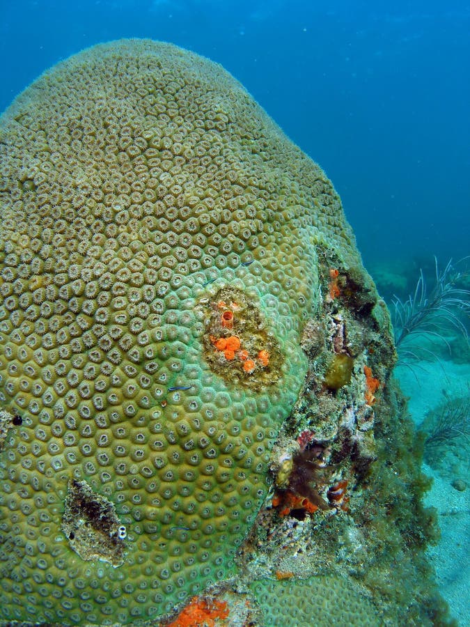 Collection of Coral Faces Photos - Dreamstime ID:11292