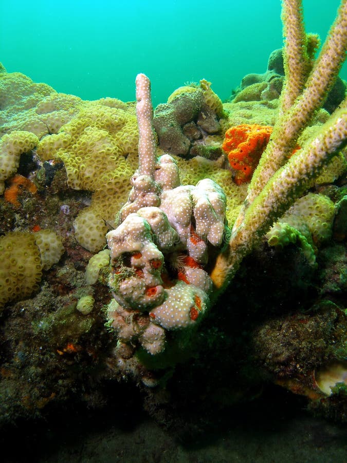Coral Finger stock photo. Image of florida, tree, aqua - 16291672