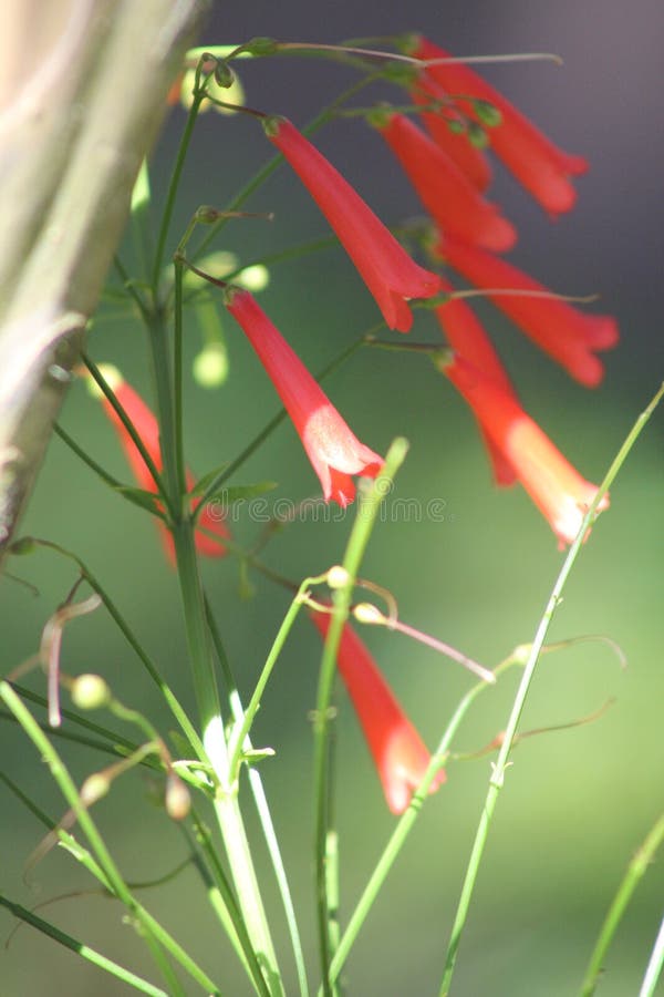 Coral firecracker plant stock image. Image of bloom, garden - 59102575