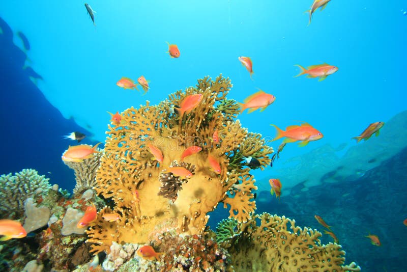 Clownfish and anemone stock image. Image of clownfish - 11731293