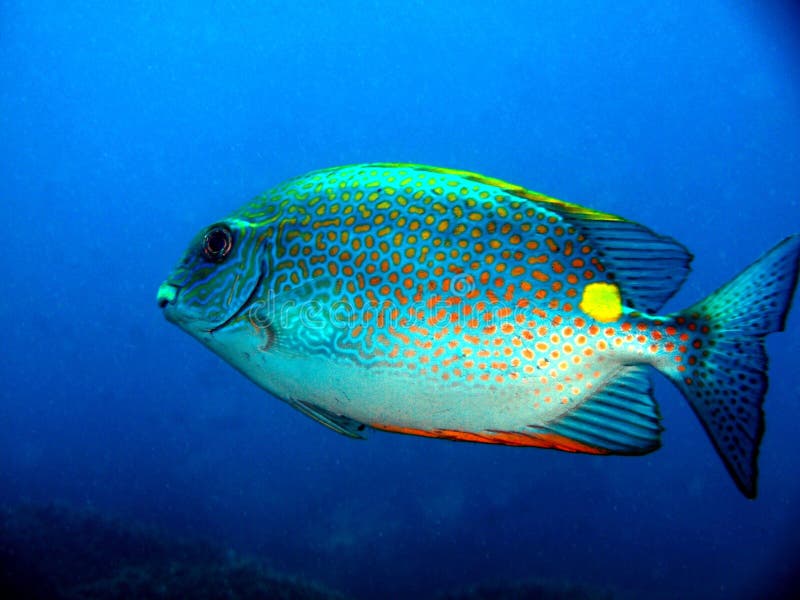 Coral fish stock image. Image of nature, dive, coral - 19809093