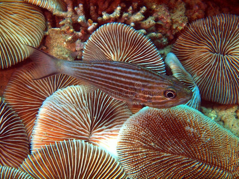 Coral fish stock photo. Image of fish, vietnam, dive - 19813498