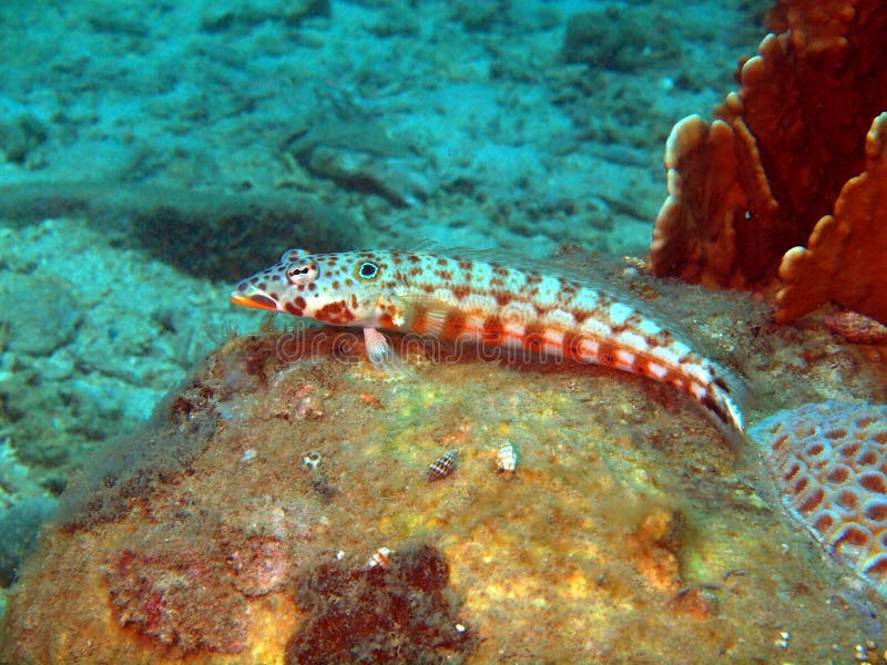 Coral fish stock photo. Image of underwater, animals - 20822372