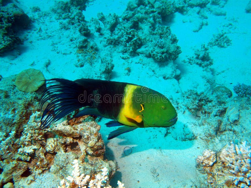 Coral fish stock photo. Image of reef, world, fish, pomacanthidae ...