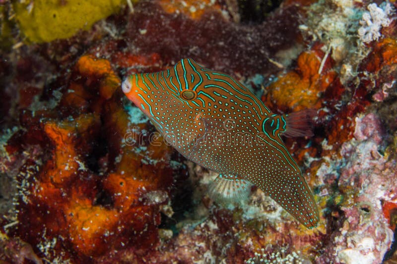 A Sea Slug stock image. Image of mollusc, fish, eilat - 10157263