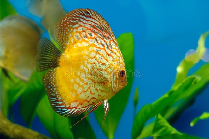 Caribou stock photo. Image of outdoor, caribou, outdoors - 3877452