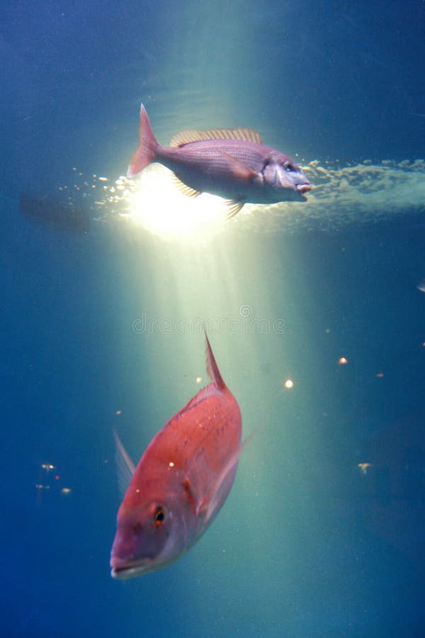 Shark stock photo. Image of danger, summer, exotic, life - 1767708