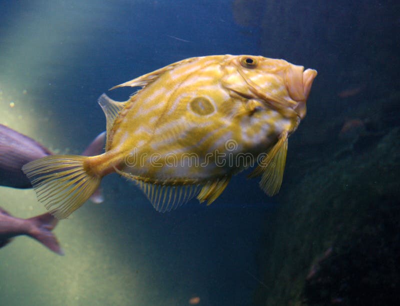 Coral fish stock photo. Image of travel, portugal, fish - 6002508