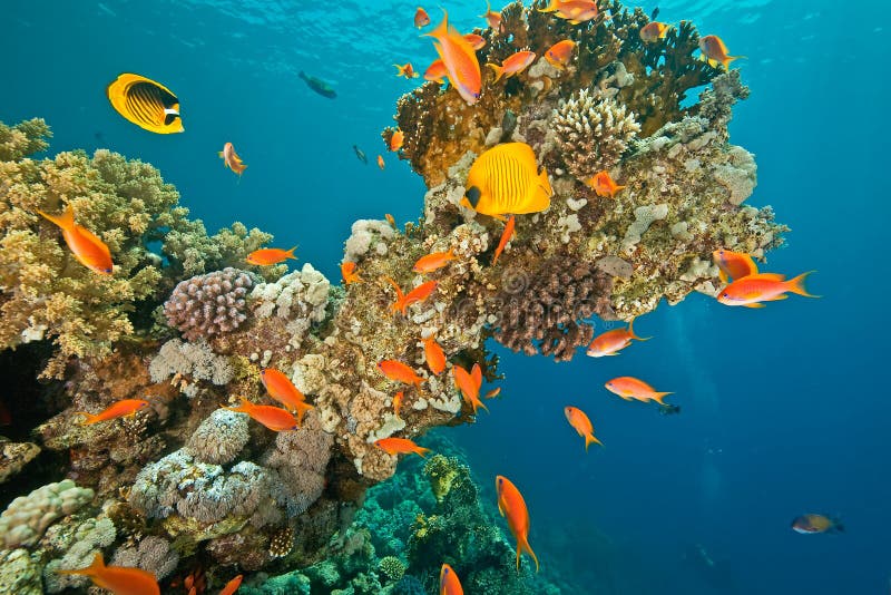 Coral And Fish Picture. Image: 8157756
