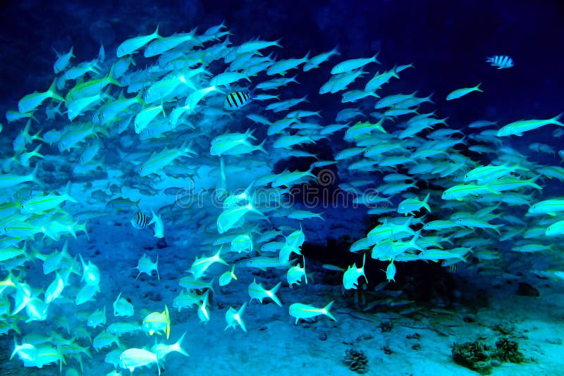 Coral fish in blue water. stock image. Image of background - 37186059
