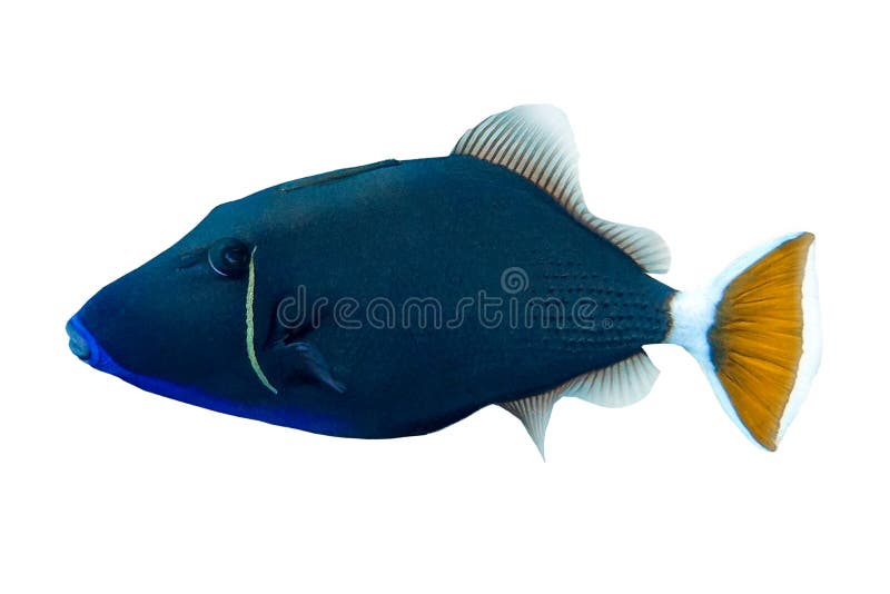 White Tip Triggerfish Adult Stock Image - Image of diving, blue: 91699349