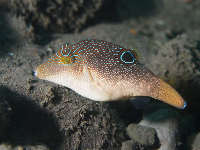 Compressed toby stock image. Image of nature, diving - 36376755