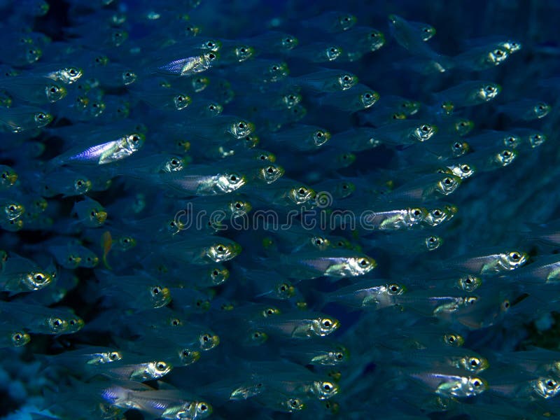 Golden Sweeper stock photo. Image of pink, indonesia - 33093148