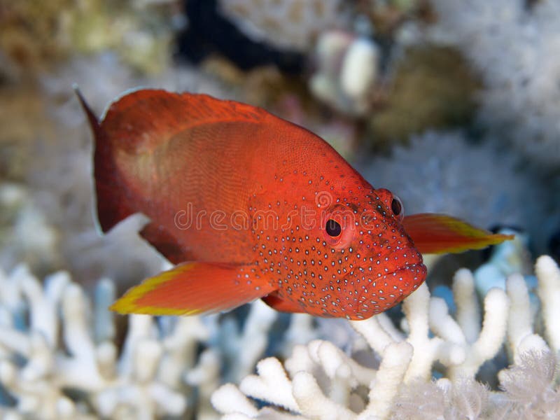 282 Red Hind Fish Stock Photos - Free & Royalty-Free Stock Photos from ...