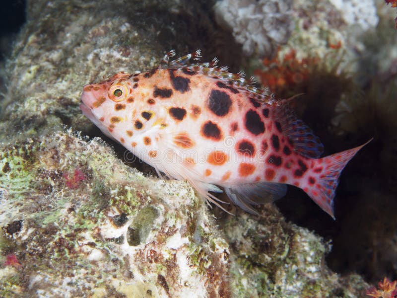 Pixie hawkfish stock photo. Image of reef, ocean, coral - 19388076