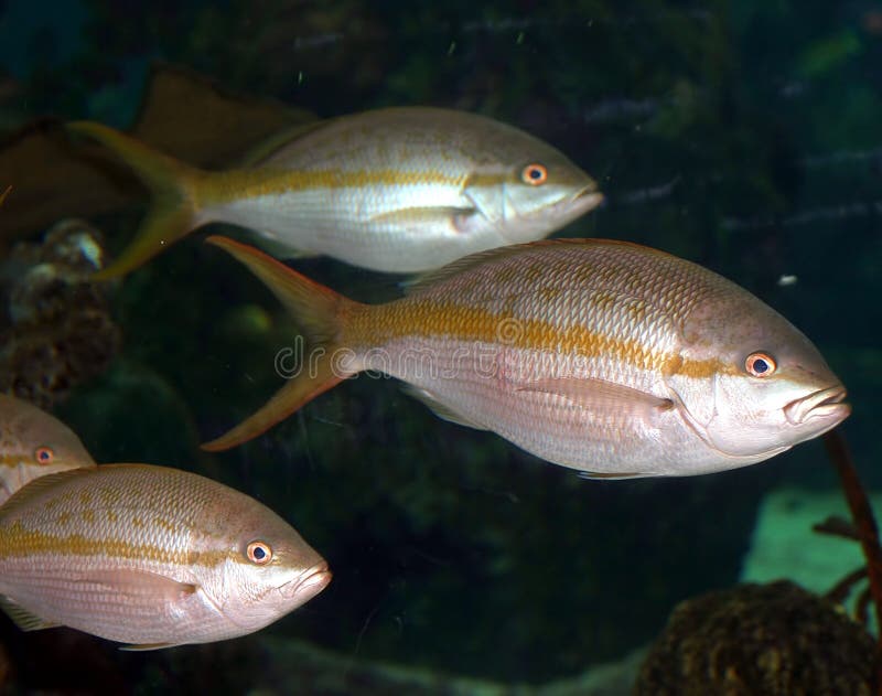A Coral Fish in the Red Sea Stock Image - Image of fauna, brine: 1150397