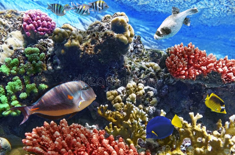 Coral and Fish in the Red Sea. Stock Image - Image of closeup, life ...