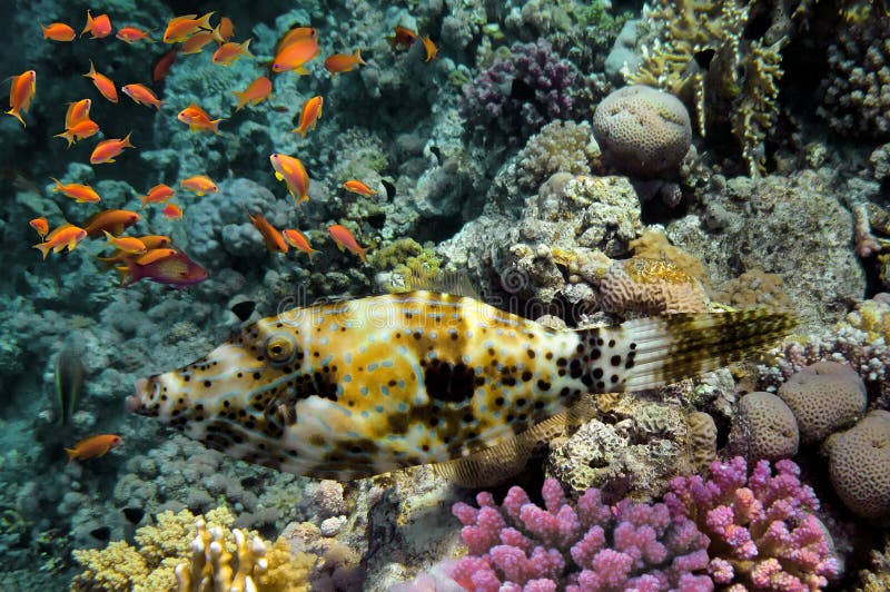Coral and Fish in the Red Sea. Egypt Stock Image - Image of dive, ocean ...