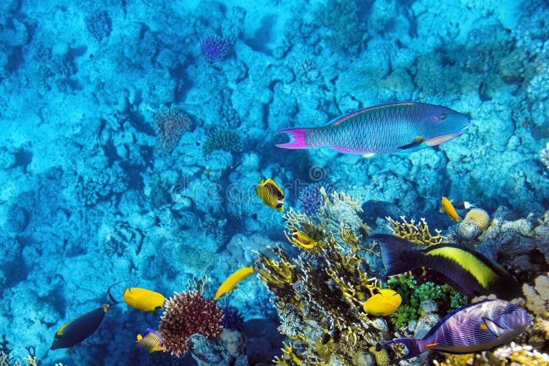 Colorful Sea Floor and Fish Stock Photo - Image of scuba, fish: 30416656