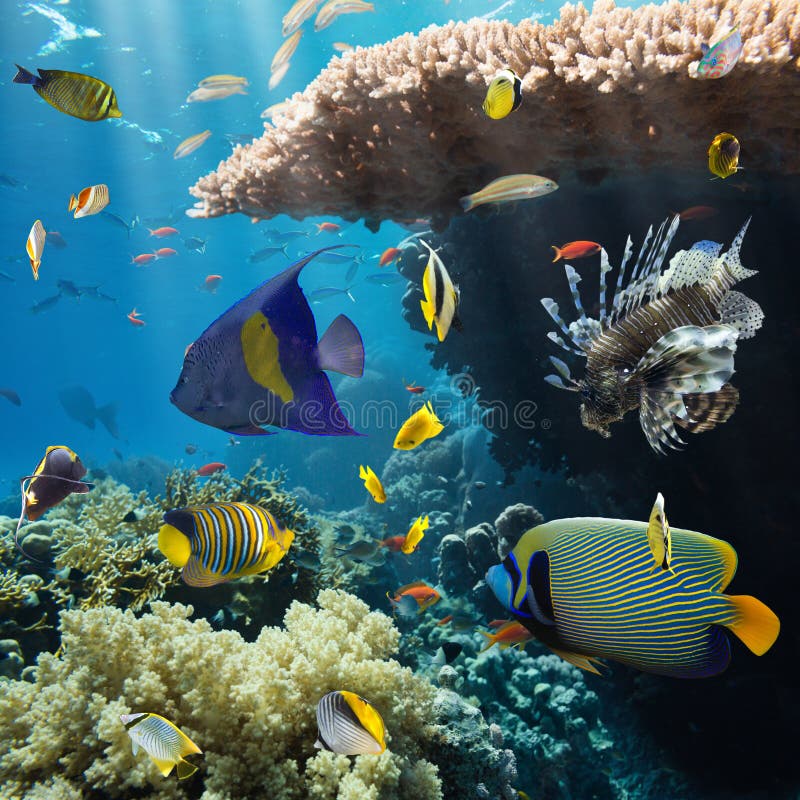 Colored Underwater Marine Life in a Coral Reef Stock Image - Image of ...