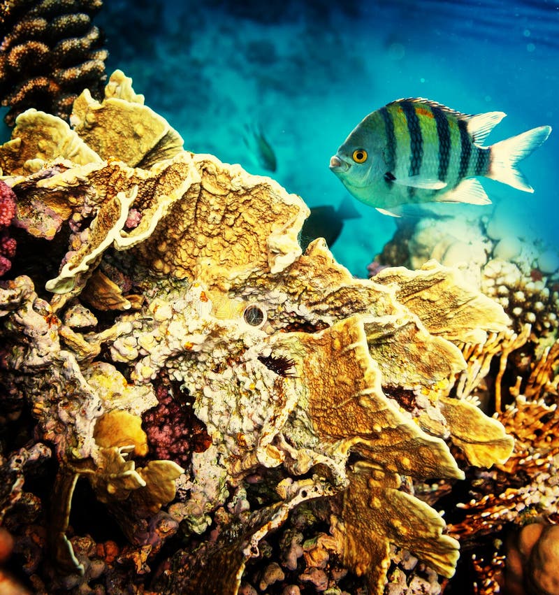 Coral fish stock photo. Image of destination, hobby, reef - 54165188