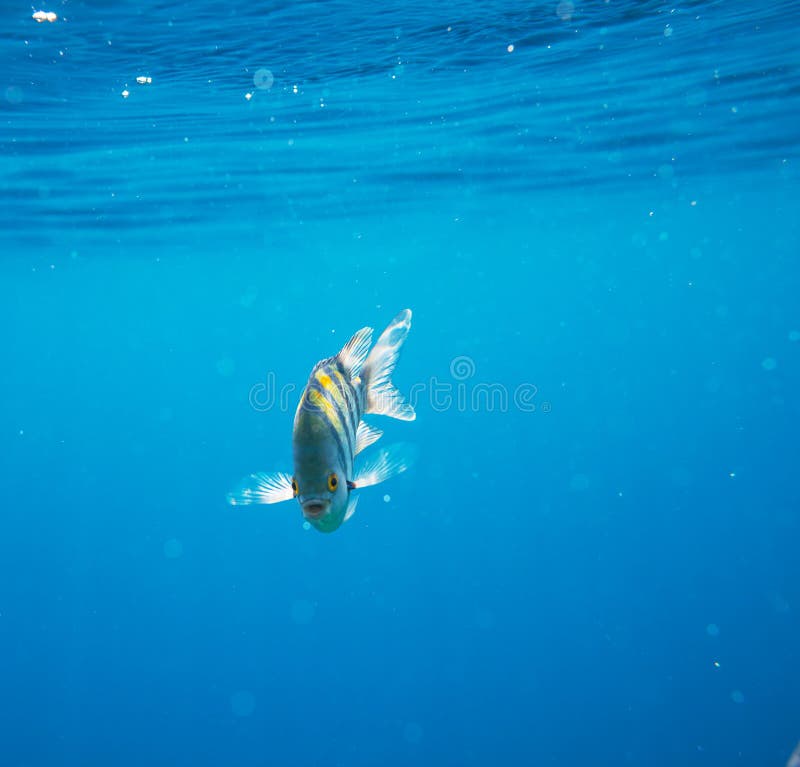 Coral fish stock photo. Image of animal, reef, caribbean - 54165290
