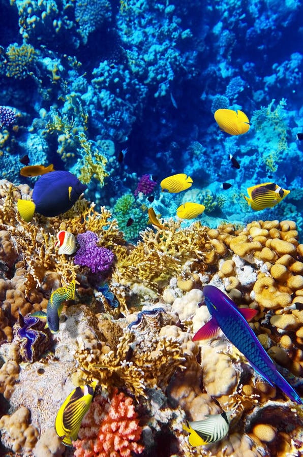 Coral and Fish in the Red Sea. Egypt, Africa Stock Photo - Image of ...