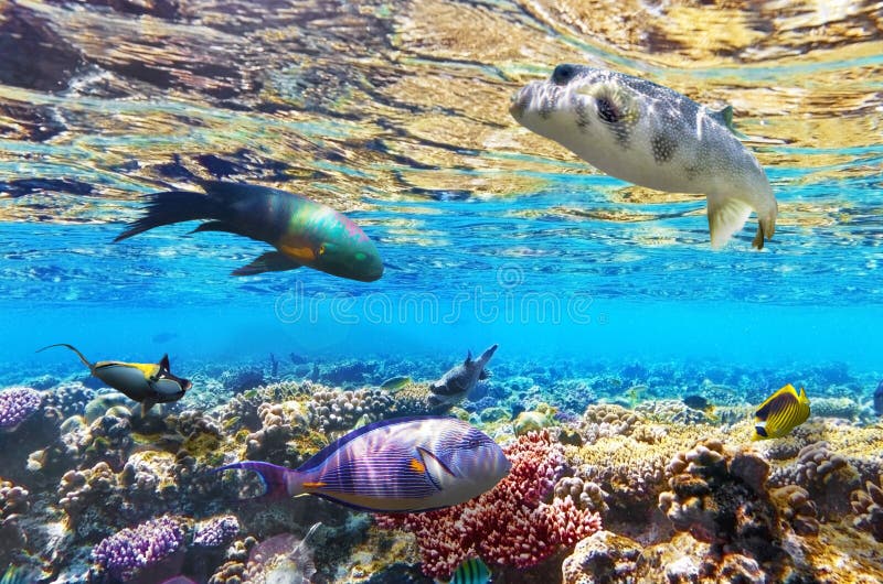 Coral and Fish in the Red Sea. Egypt, Africa. Stock Photo - Image of ...