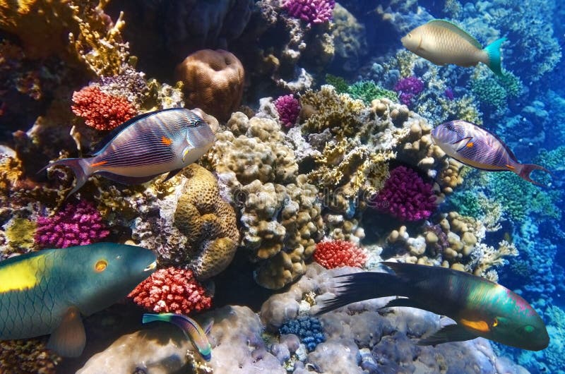Coral and Fish in the Red Sea. Egypt, Africa. Stock Photo - Image of ...