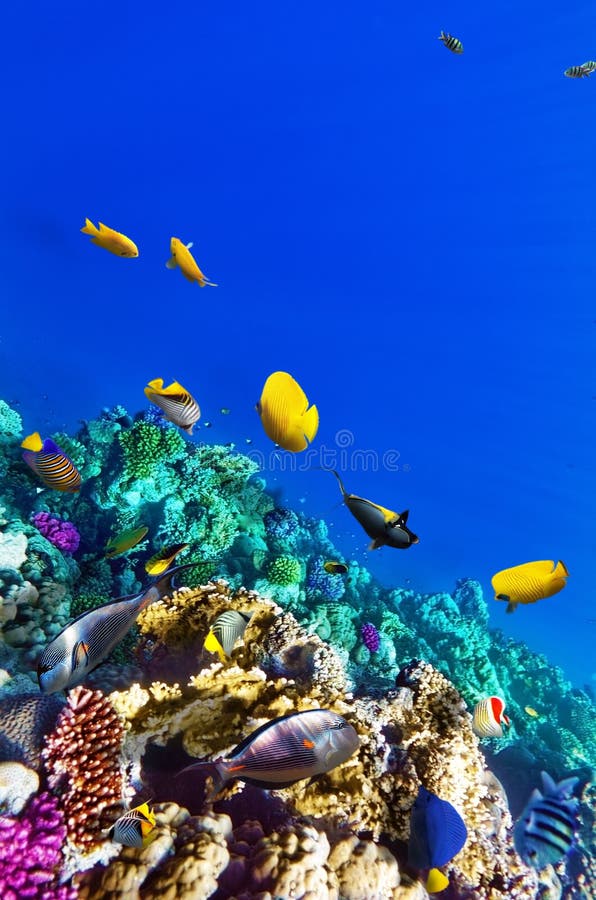Coral and Fish in the Red Sea. Egypt, Africa. Stock Image - Image of ...