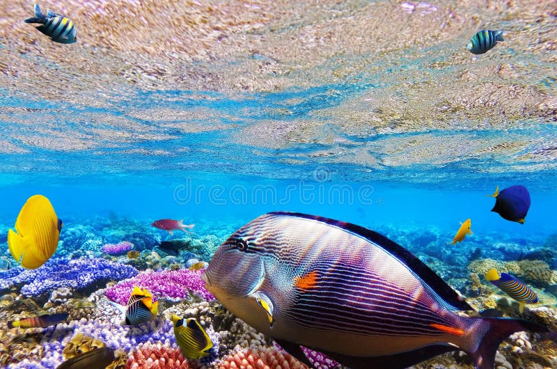 Coral and Fish in the Red Sea. Egypt, Africa. Stock Photo - Image of ...