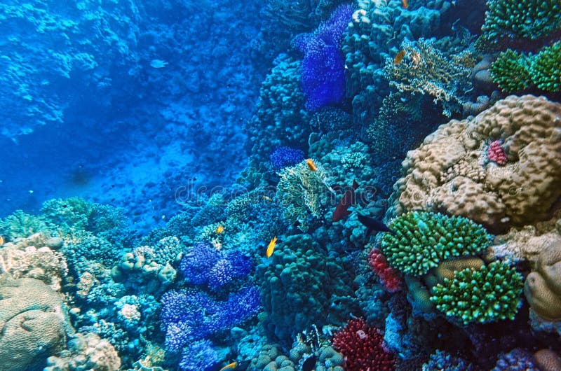 Coral and Fish in the Red Sea. Egypt, Africa. Stock Photo - Image of ...