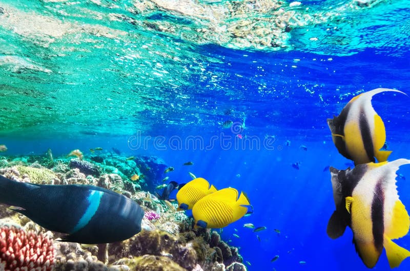 Coral and Fish in the Red Sea. Egypt, Africa. Stock Image - Image of ...